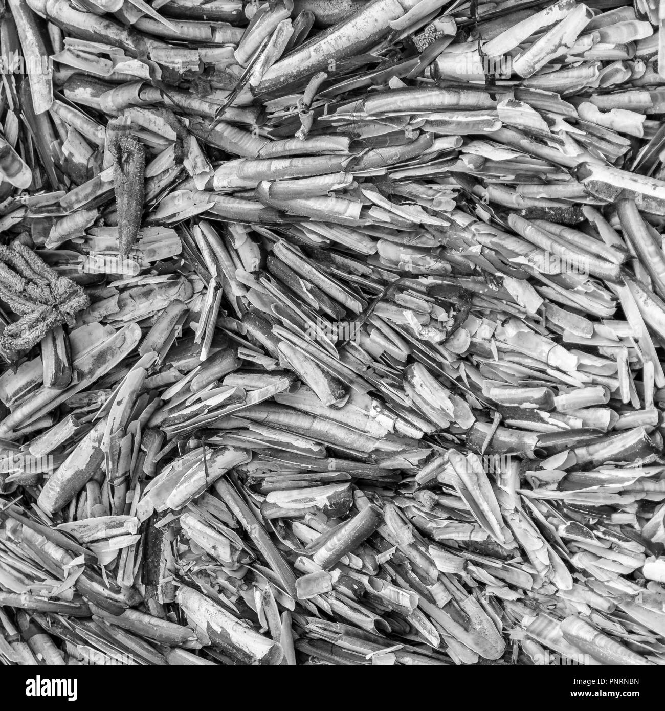 Sakura cherry blossom leaves Black and White Stock Photos & Images - Alamy