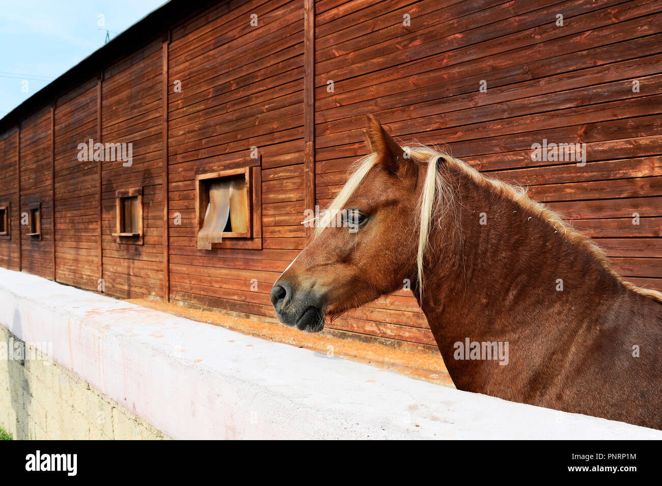 Horse in enclosure. Beautiful brown horse standing in big spacious ...