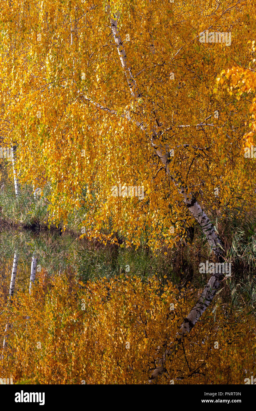 Birch forest by the water in autumn Stock Photo - Alamy