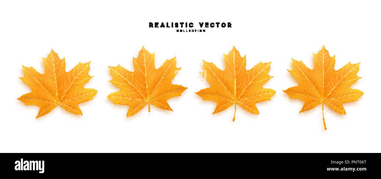Set of autumn maple leaves, isolated on white background. Fall Foliage ...