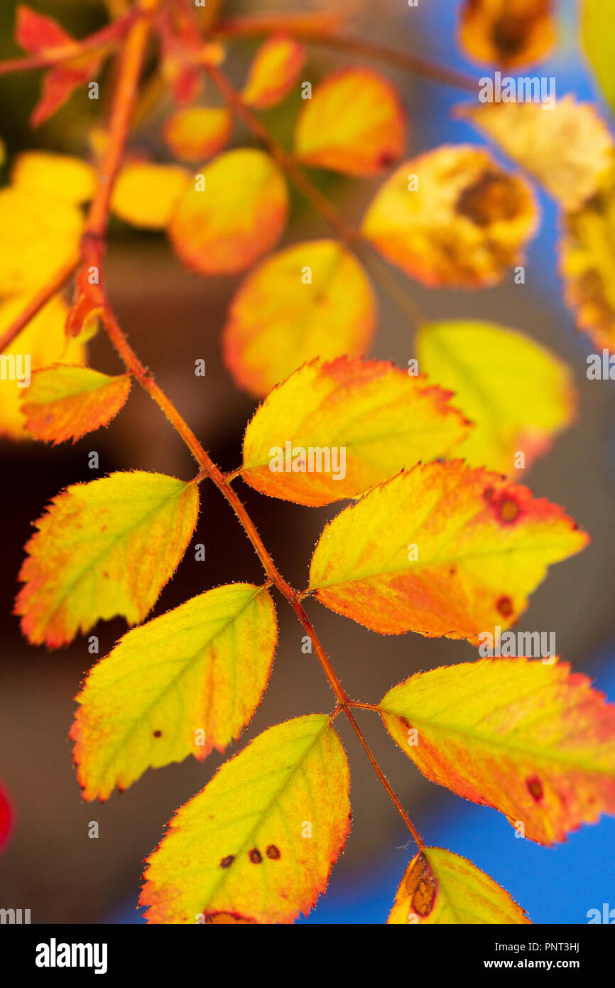 Autumn yellow leaf background Stock Photo - Alamy