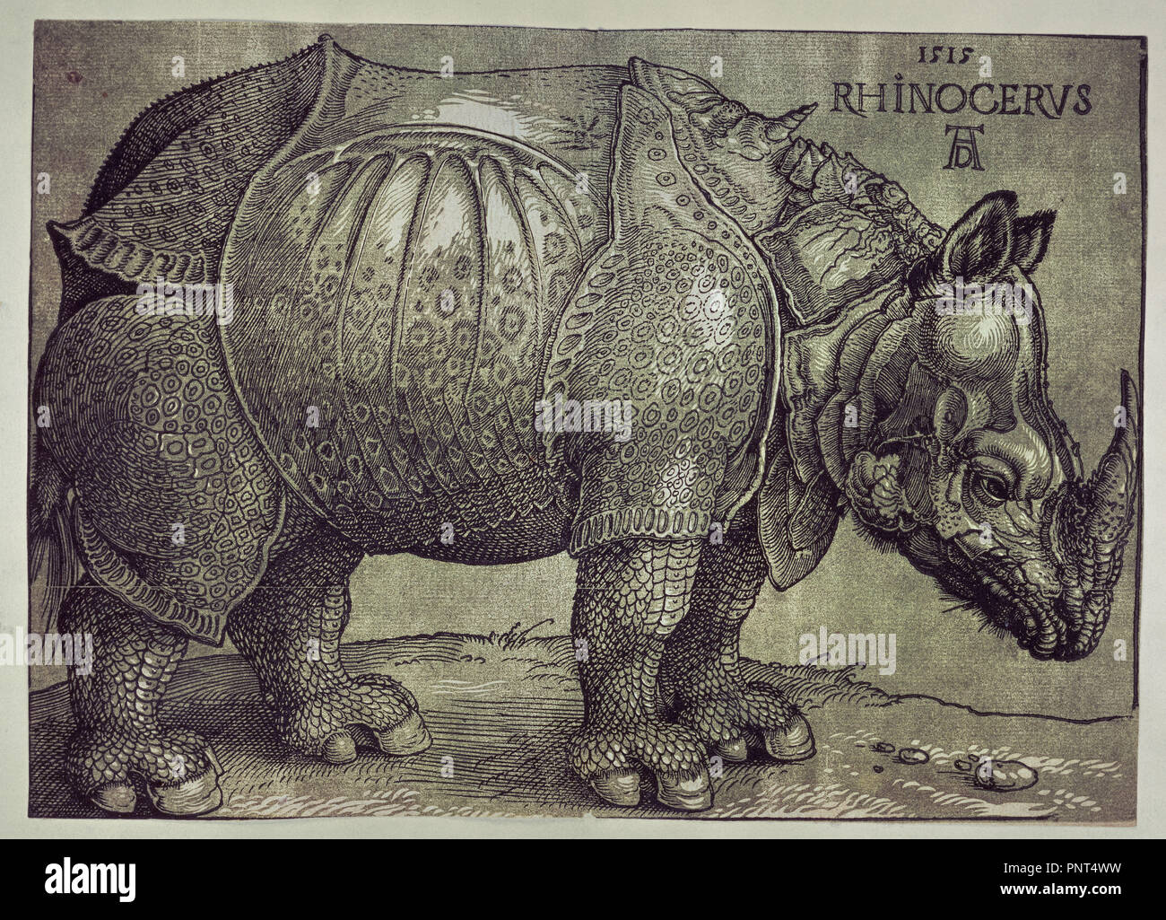 Rinoceronte animal rinoceronte hi-res stock photography and images - Alamy