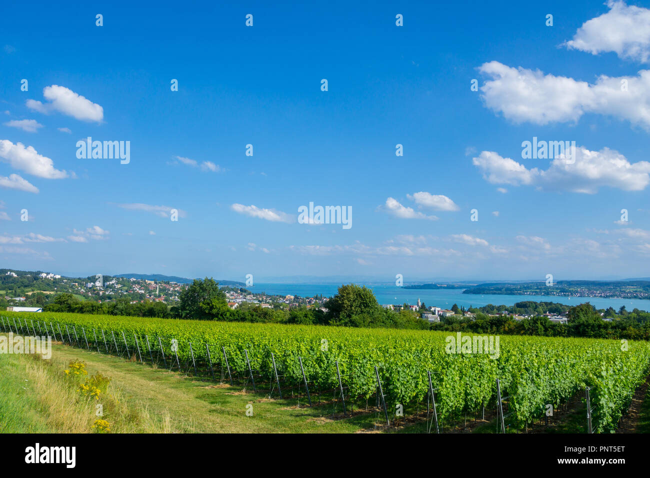 Constance fruit hi-res stock photography and images - Alamy