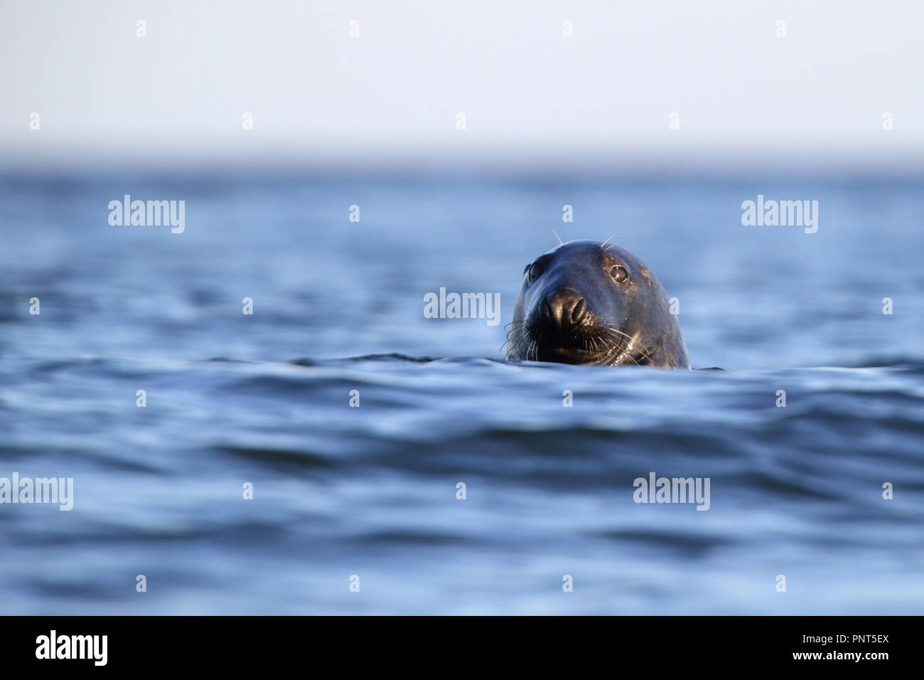 Baltic seal closeup hi-res stock photography and images - Alamy