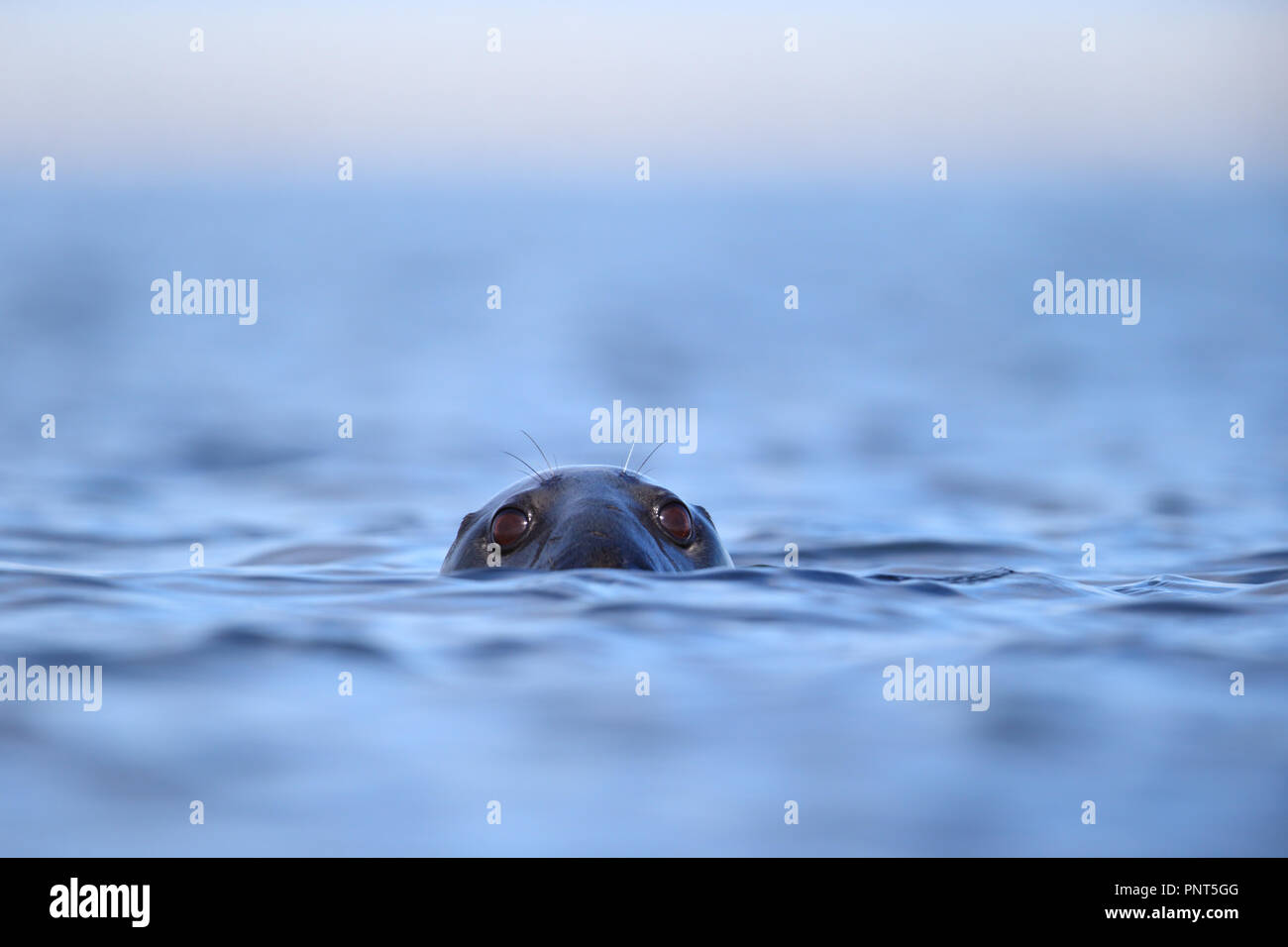 Sea of seals hi-res stock photography and images - Alamy