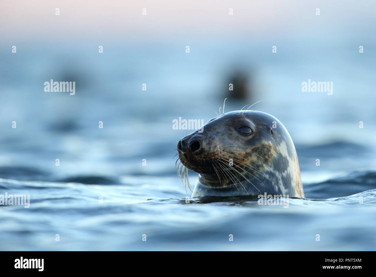 Baltic wildlife hi-res stock photography and images - Alamy