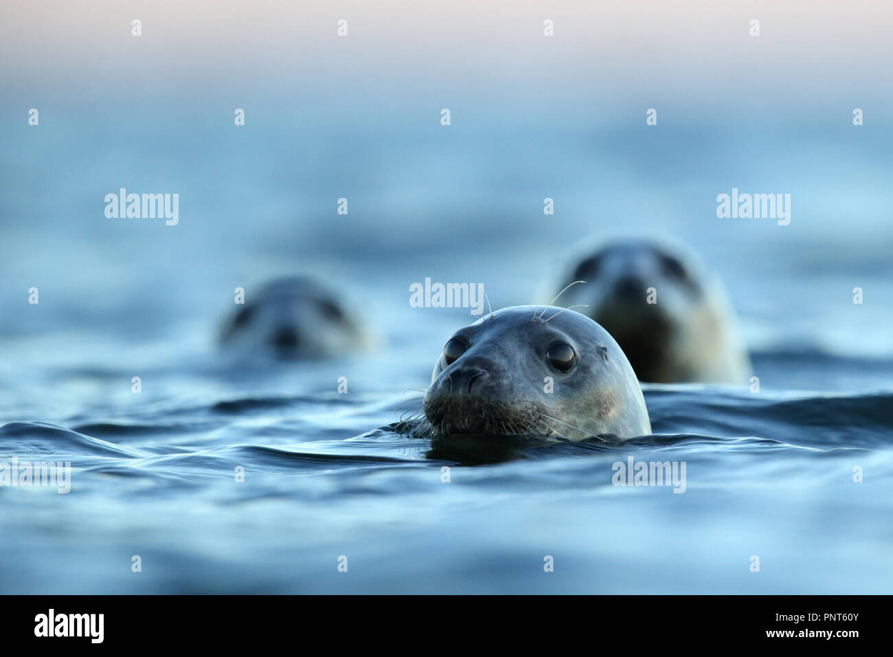 Baltic wildlife hi-res stock photography and images - Alamy