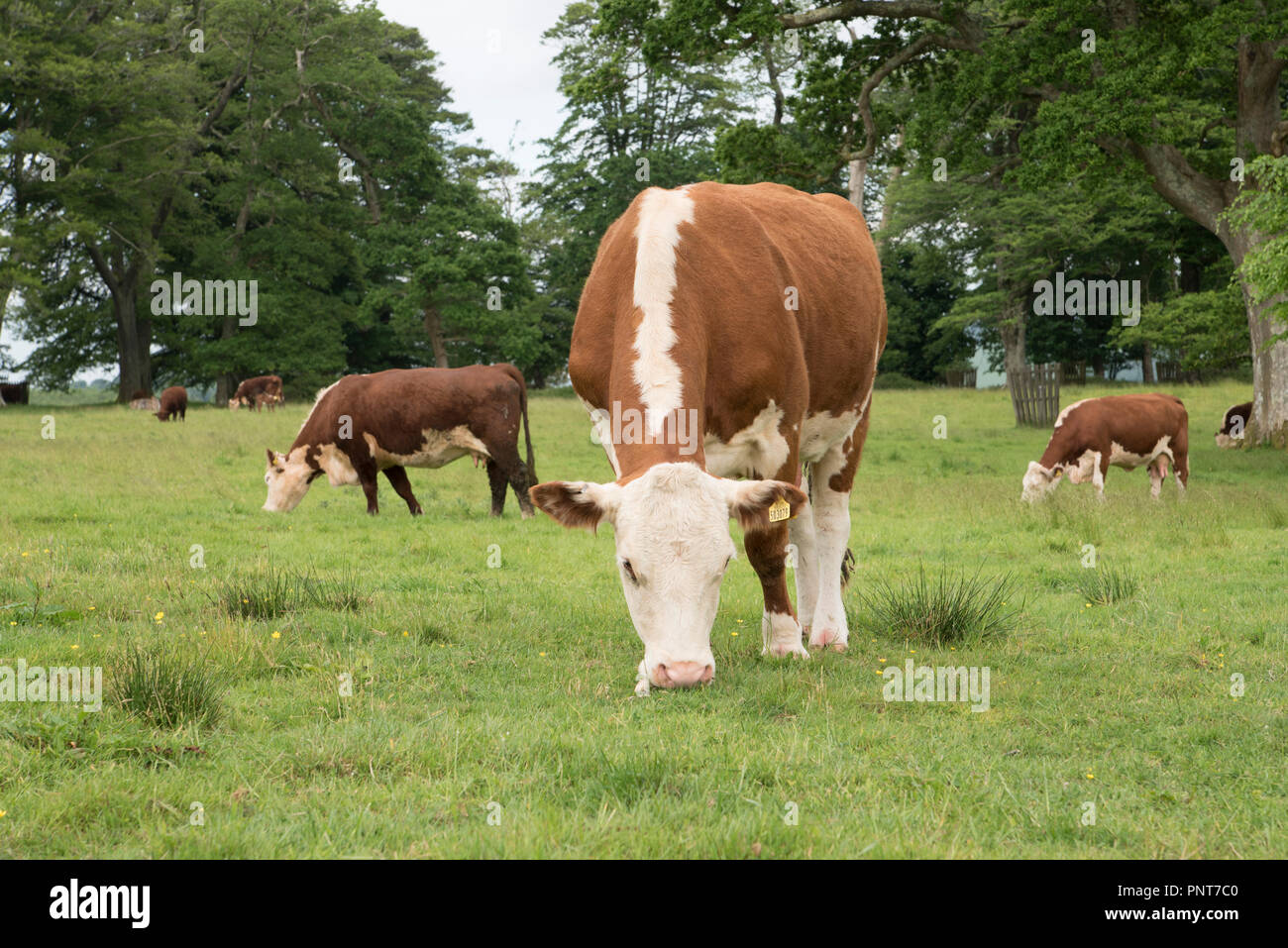 Random Photographs of Animals mostly in captivity captured in Paignton ...