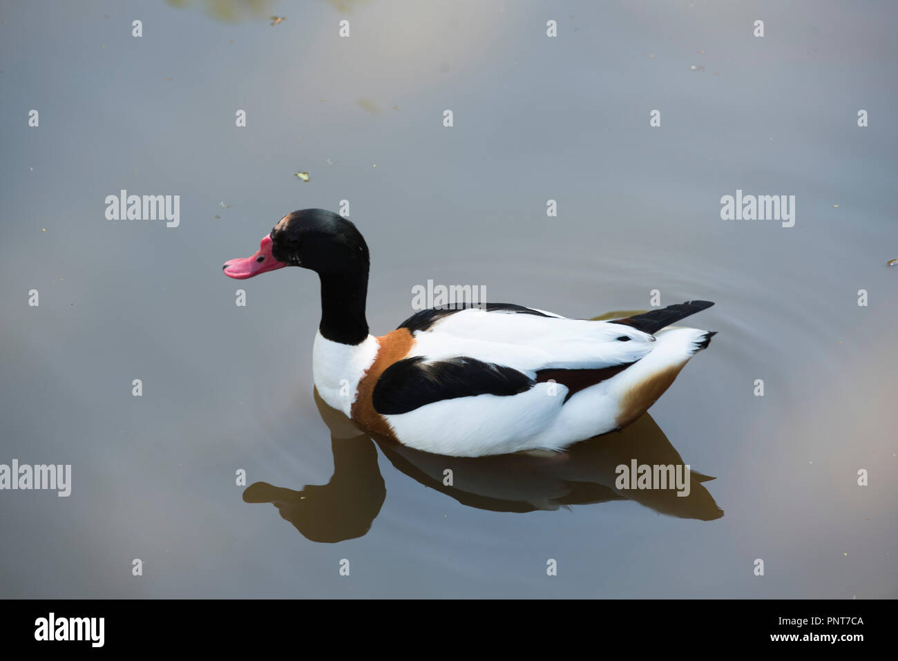 Random Photographs of Animals mostly in captivity captured in Paignton ...