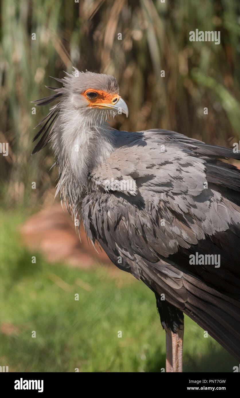 Random Photographs of Animals mostly in captivity captured in Paignton ...