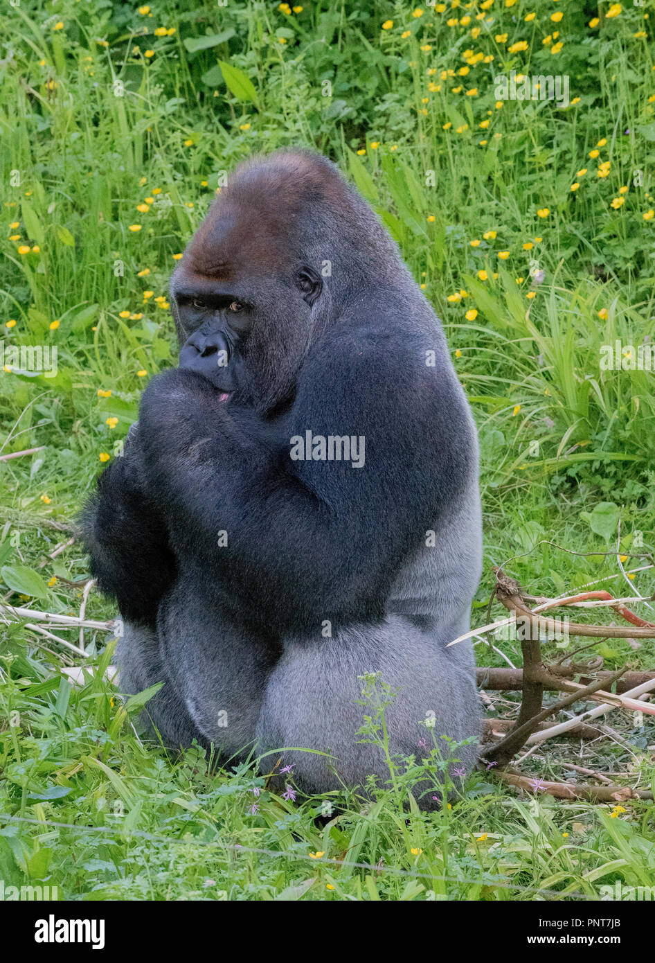 Random Photographs of Animals mostly in captivity captured in Paignton ...