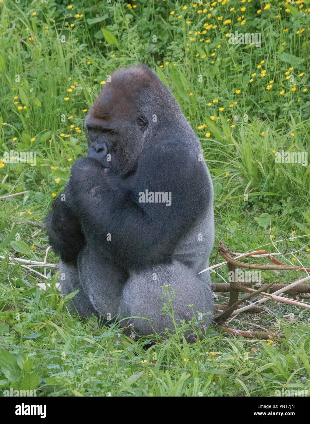 Random Photographs of Animals mostly in captivity captured in Paignton ...