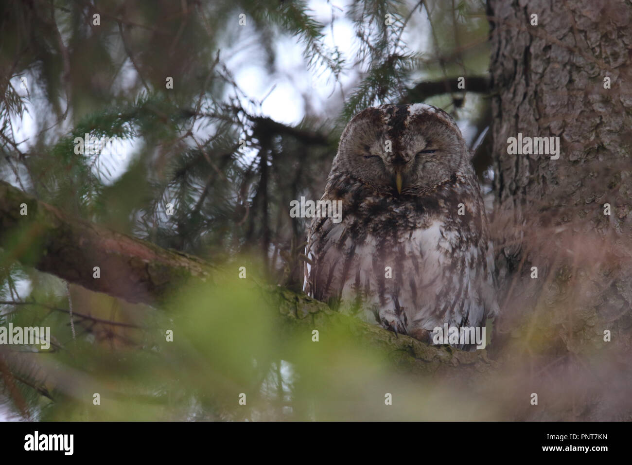 Strix Aluco Owl High Resolution Stock Photography and Images - Alamy