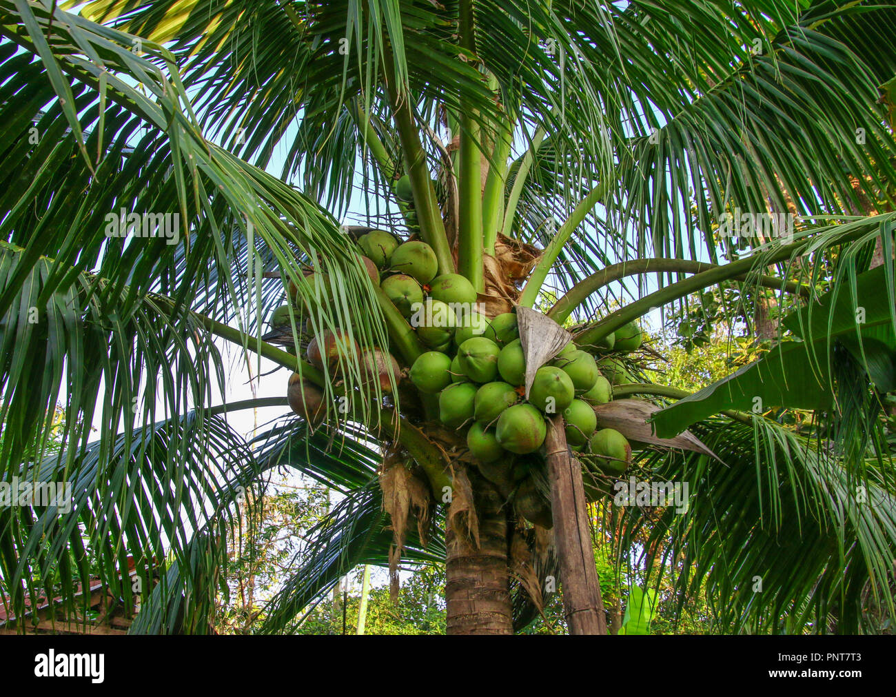 Sweet coconut tree with coconut fruit Stock Photo - Alamy