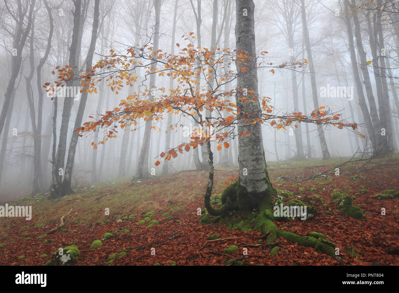 Urbasa tree hi-res stock photography and images - Alamy