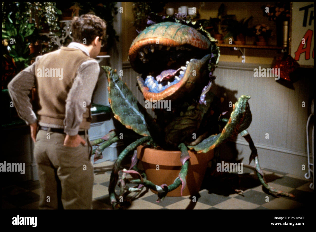 Plante Carnivore Stock Photos Plante Carnivore Stock Images Alamy