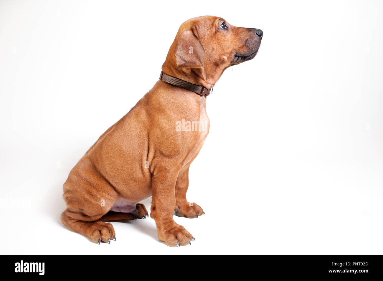 Rhodesian ridgeback puppy hi-res stock photography and images - Alamy