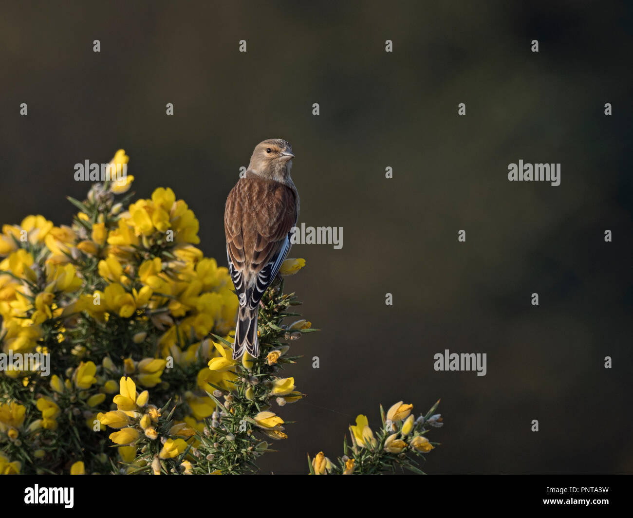 Female linnet bird hi-res stock photography and images - Alamy