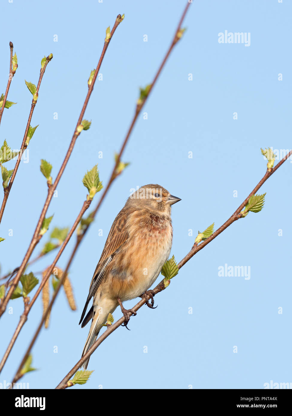 Female linnet hi-res stock photography and images - Alamy
