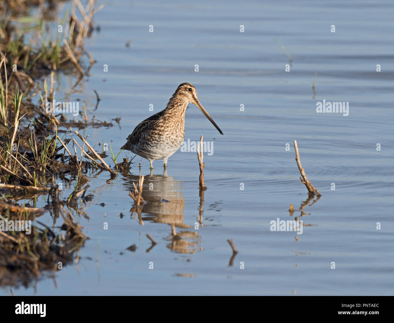 Common Snipe Gallinago gallinago North Norfolk May Stock Photo - Alamy