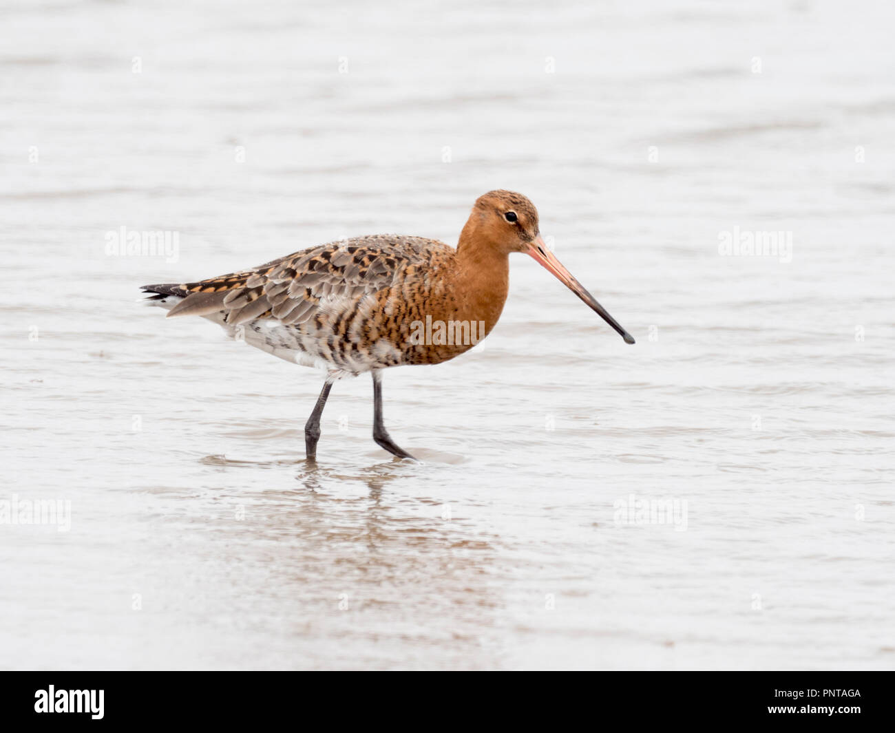 Black-tailed Godwit Limosa limosa in breeding plumage North Norfolk May ...