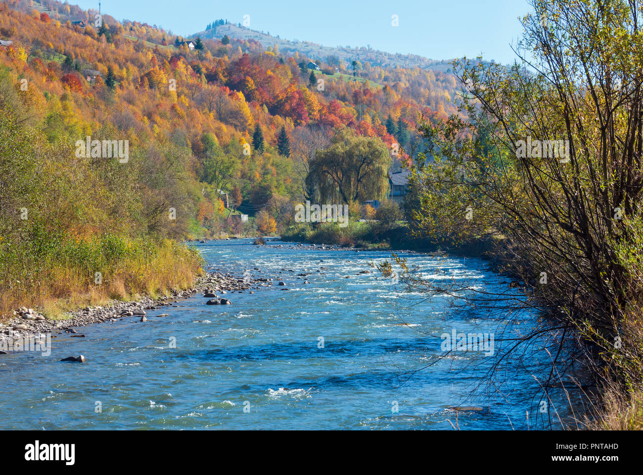 Autumn Carpathian mountain White Tysa river landscape with multicolored ...