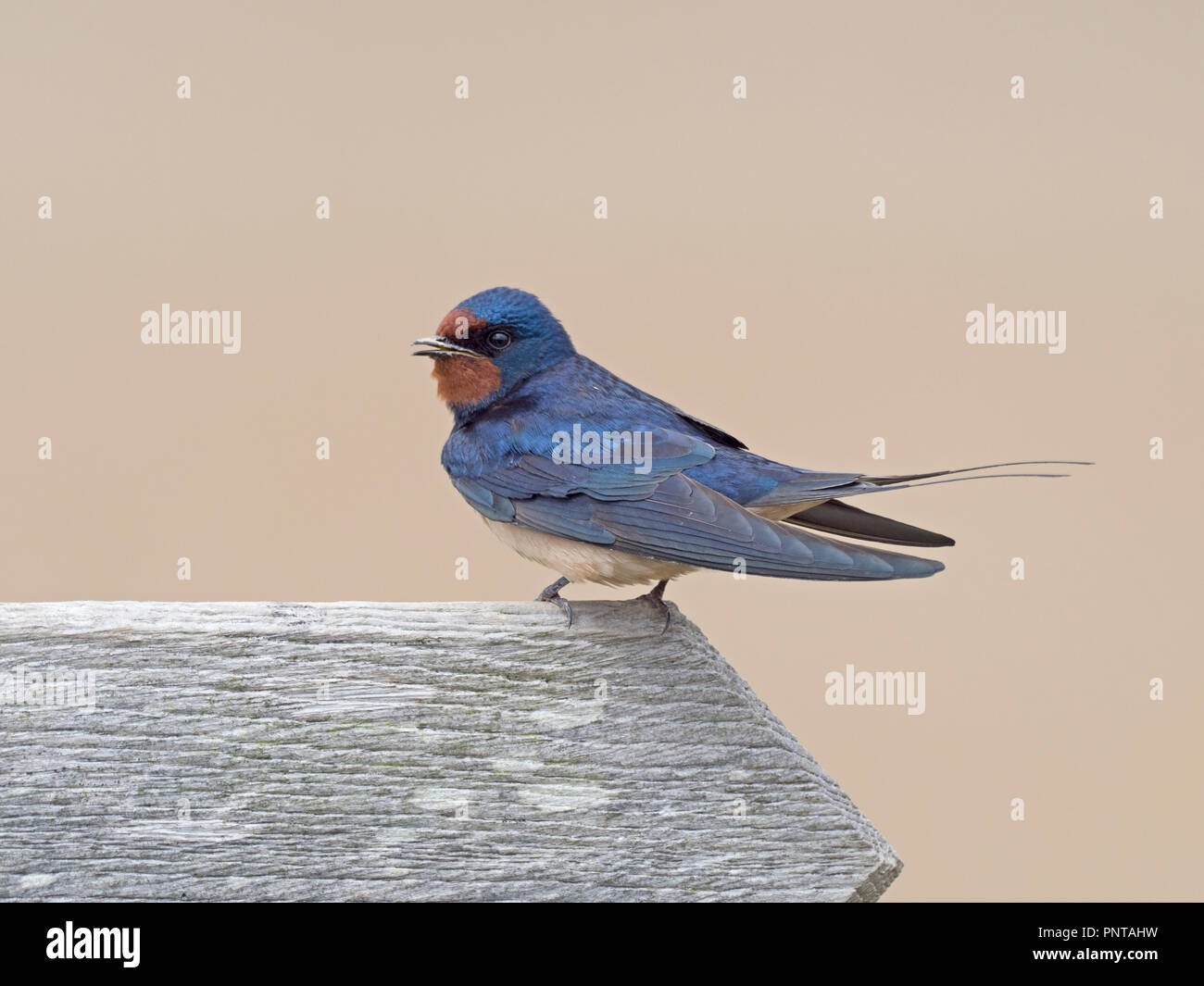 Europrean Swallow Hirundo rustica male Minsmere RSPB Reserve, Suffolk ...