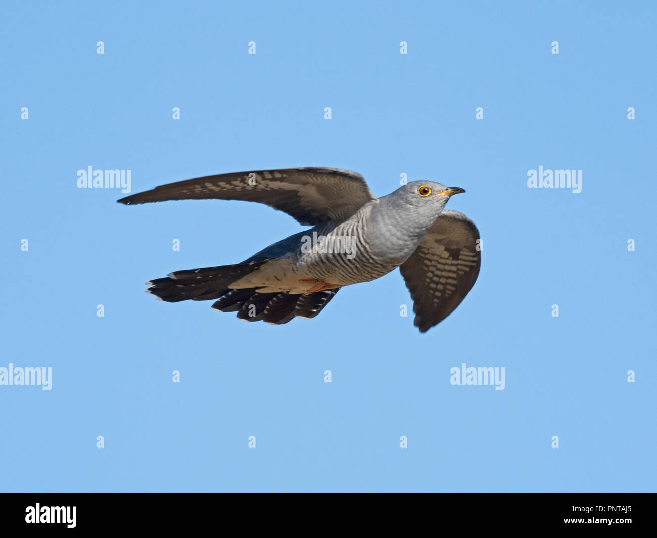 Common Cuckoo Cuculus canorus male Peak District May Stock Photo - Alamy