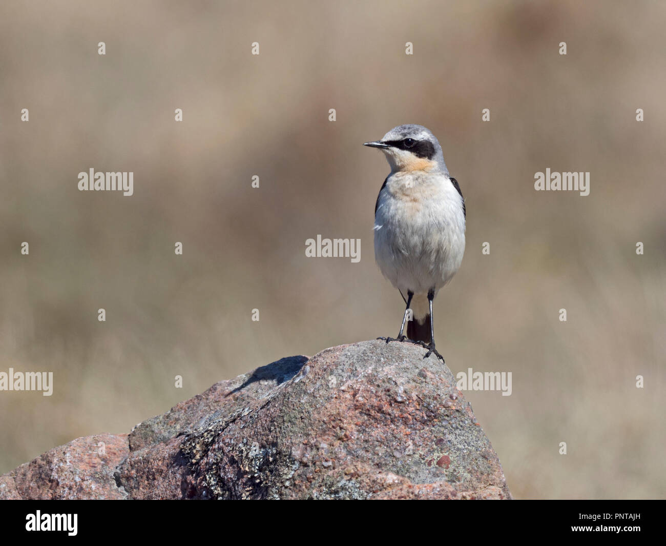 Northern Wheatear Oenanthe oenanthe male Handa Island Scotland May ...