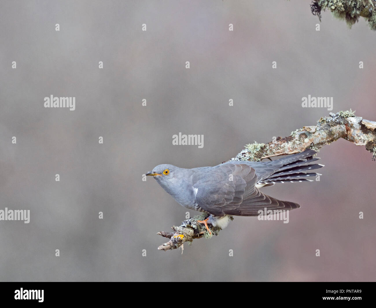 Common Cuckoo Cuculus canorus male Peak District May Stock Photo - Alamy