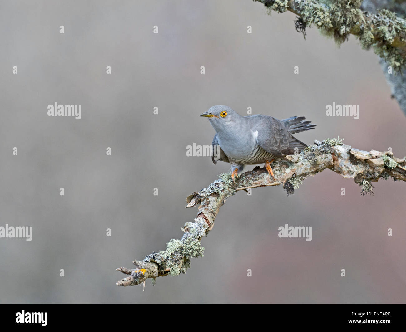 Common Cuckoo Cuculus canorus male Peak District May Stock Photo - Alamy