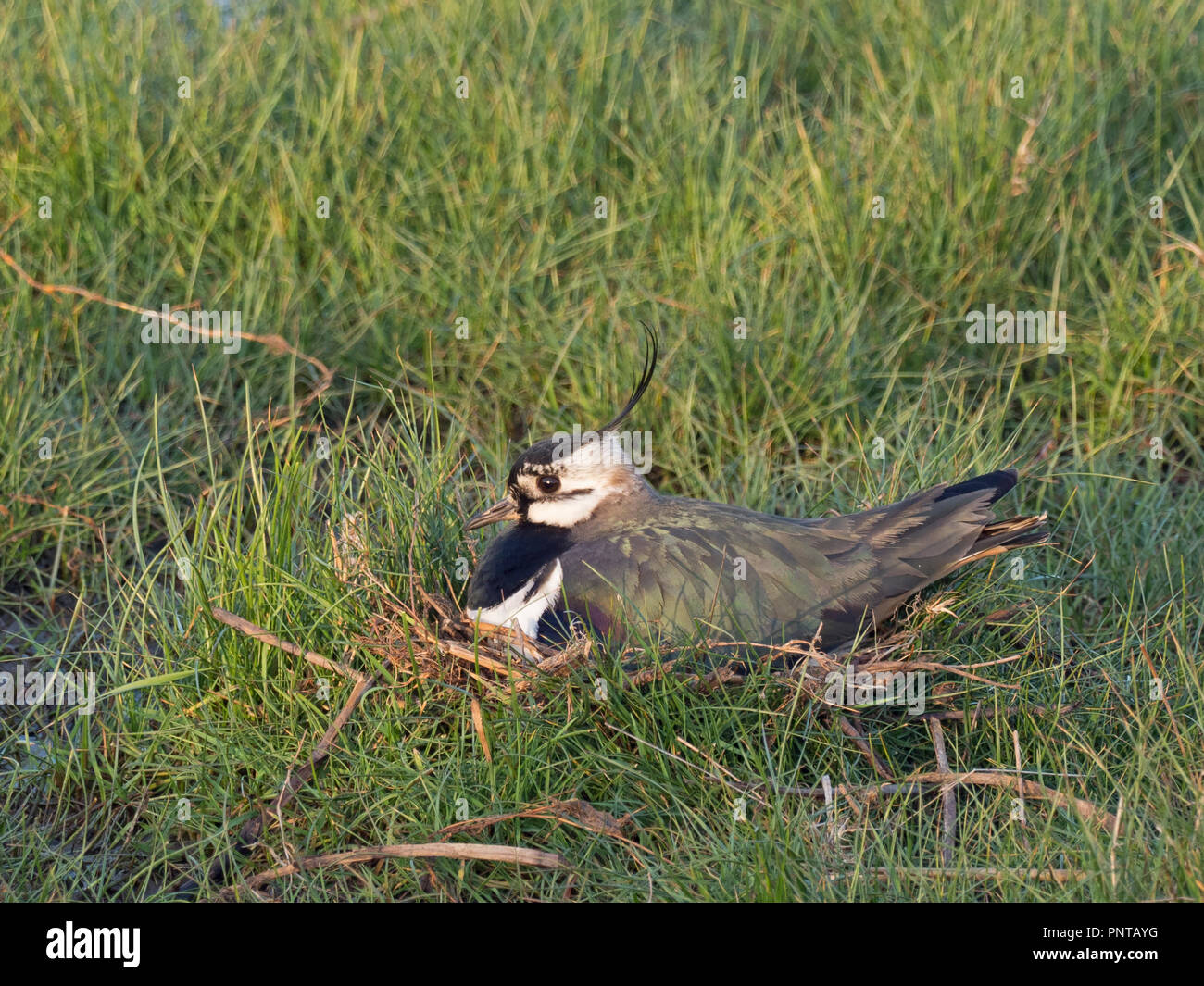 Lapwing On Nest High Resolution Stock Photography and Images - Alamy