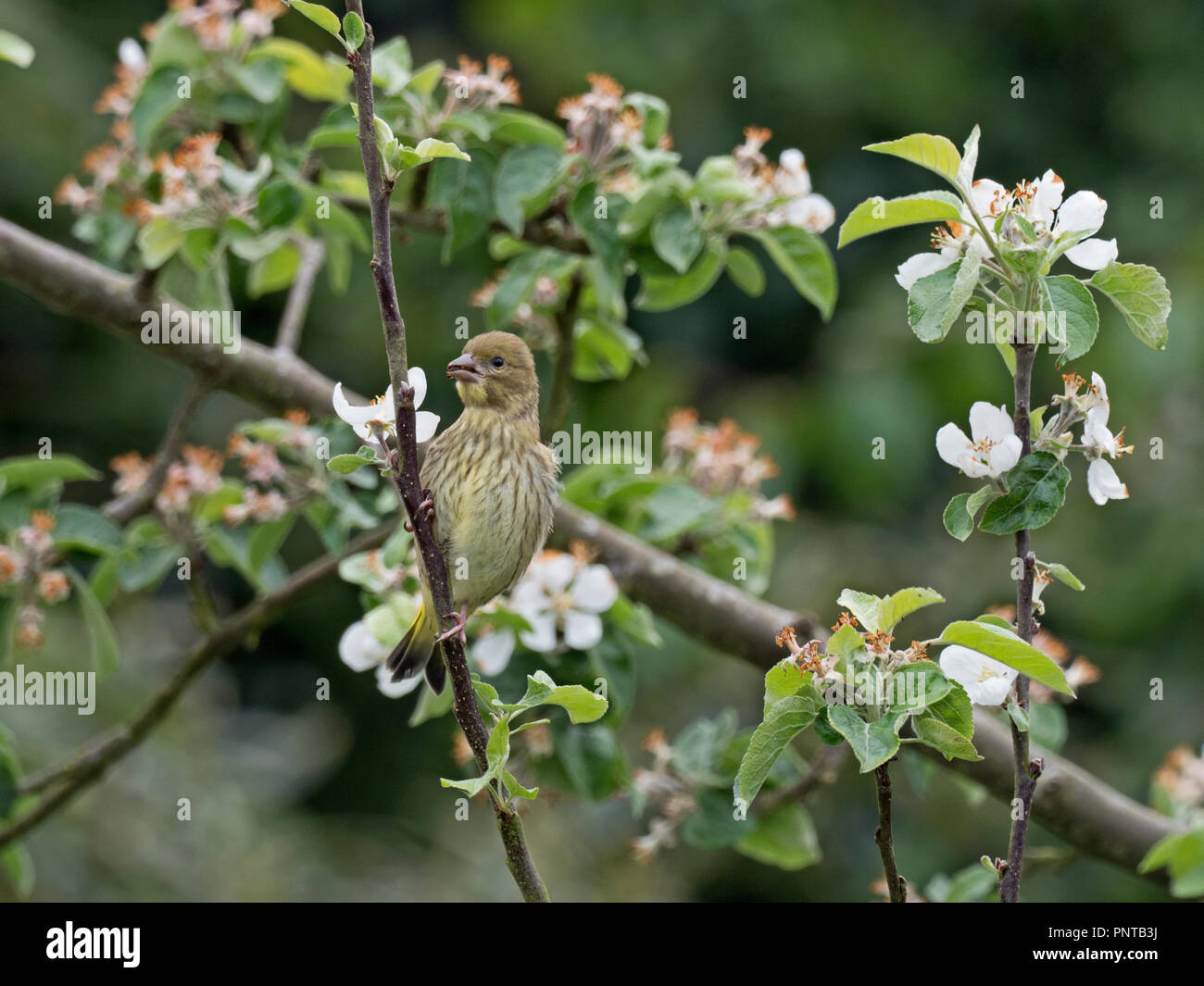 Juvenile greenfinch hi-res stock photography and images - Alamy
