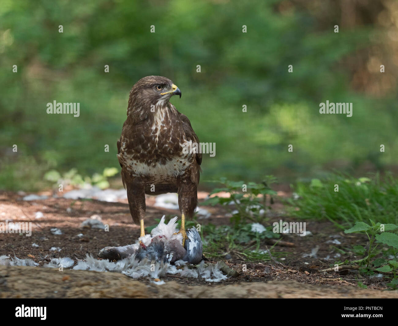 Buzzard with common wood pigeon hi-res stock photography and images - Alamy