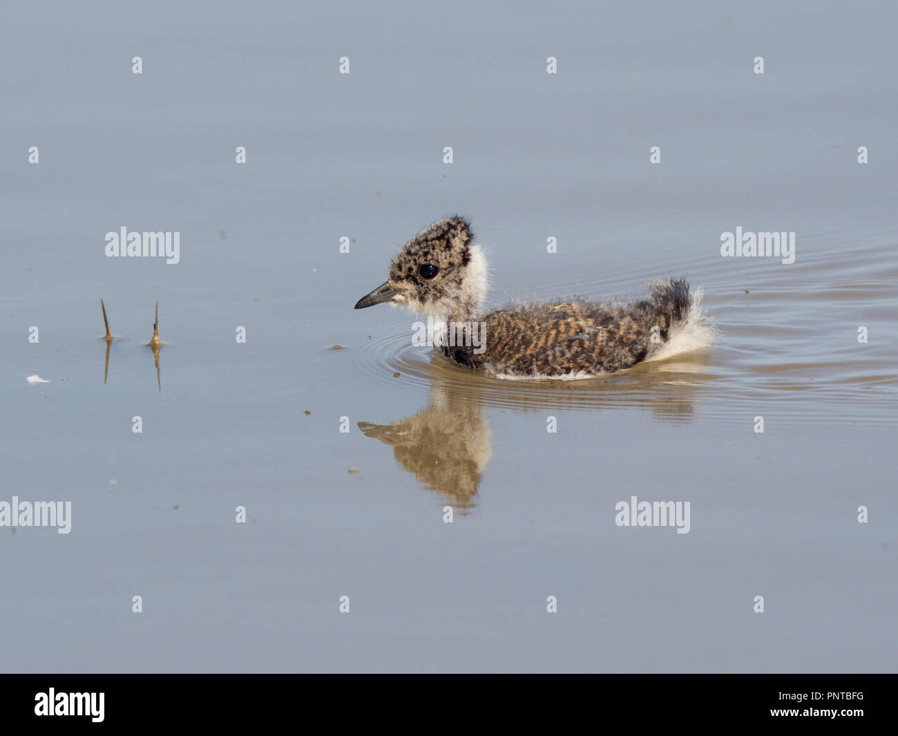 Baby lapwing hi-res stock photography and images - Alamy