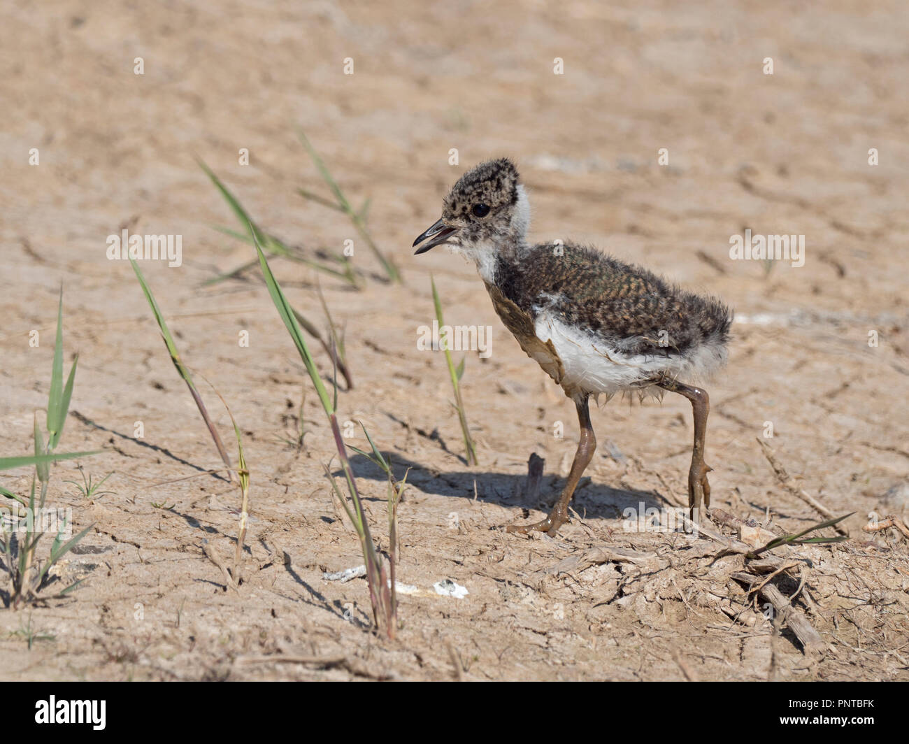 Baby lapwing hi-res stock photography and images - Alamy