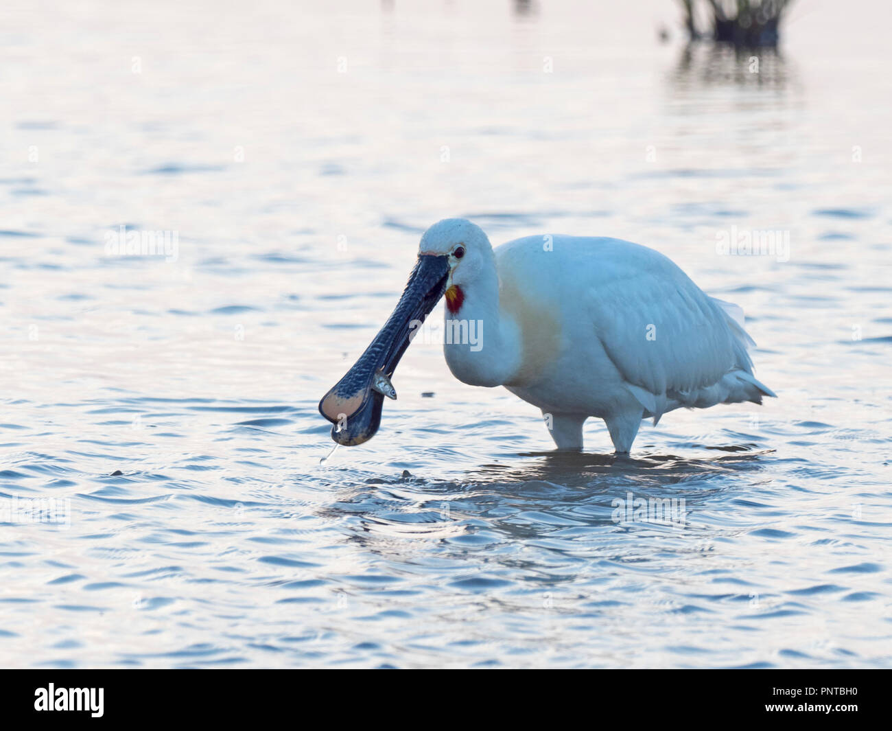 Eurasian Spoonbill. Platalea leucorodia with fish Cley Norfolk May ...