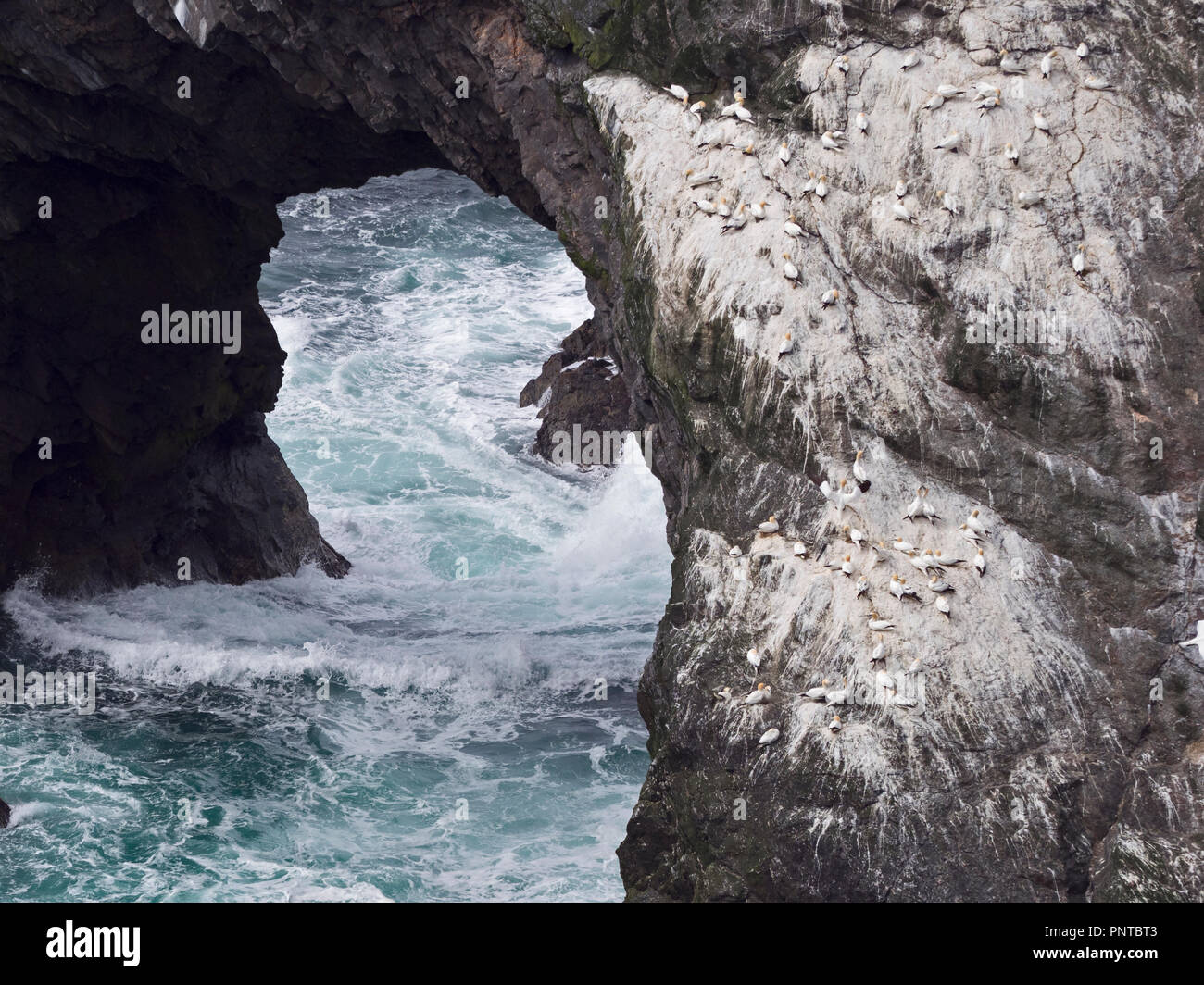 Breeding colony hi-res stock photography and images - Alamy