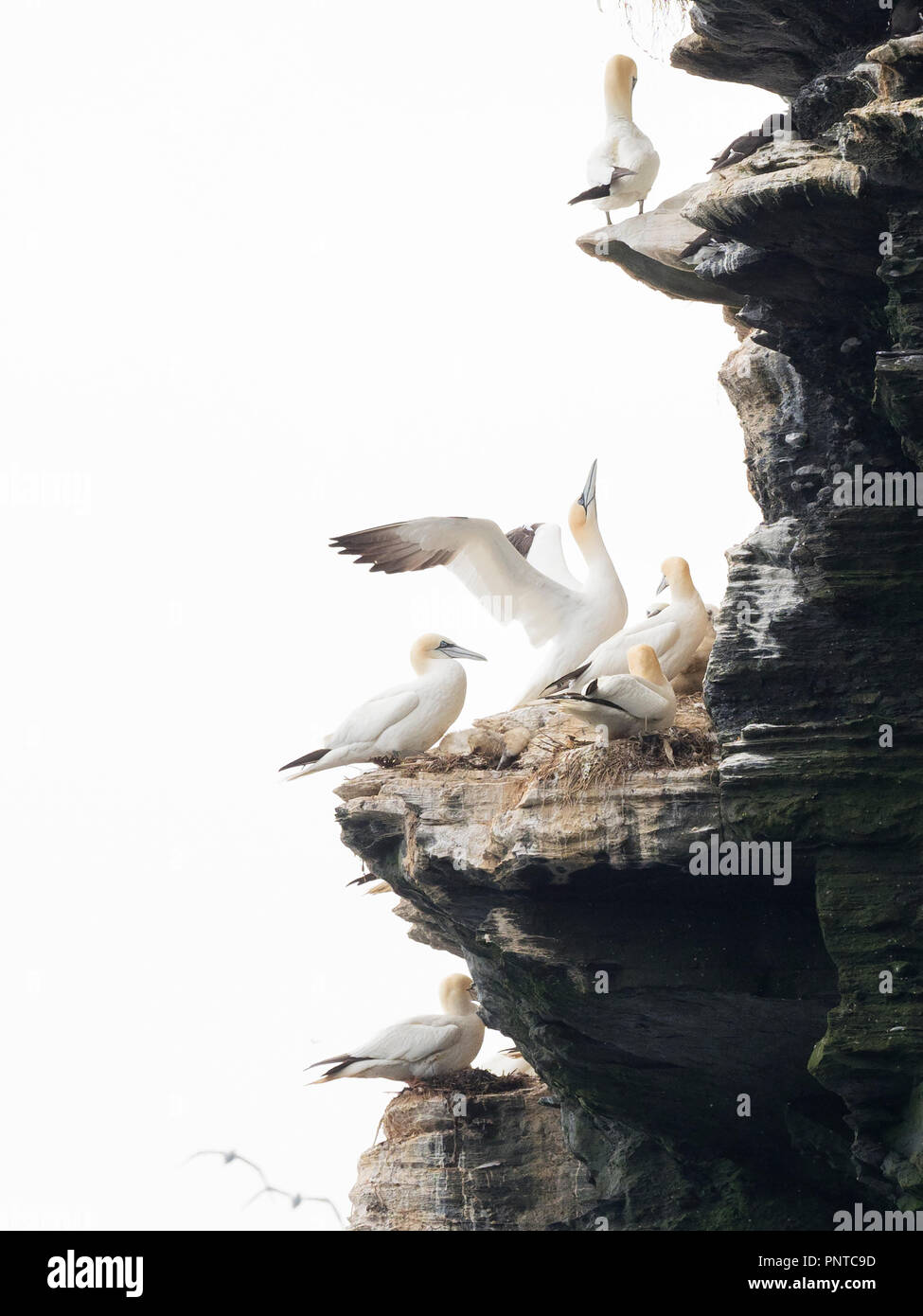 Breeding colony hi-res stock photography and images - Alamy