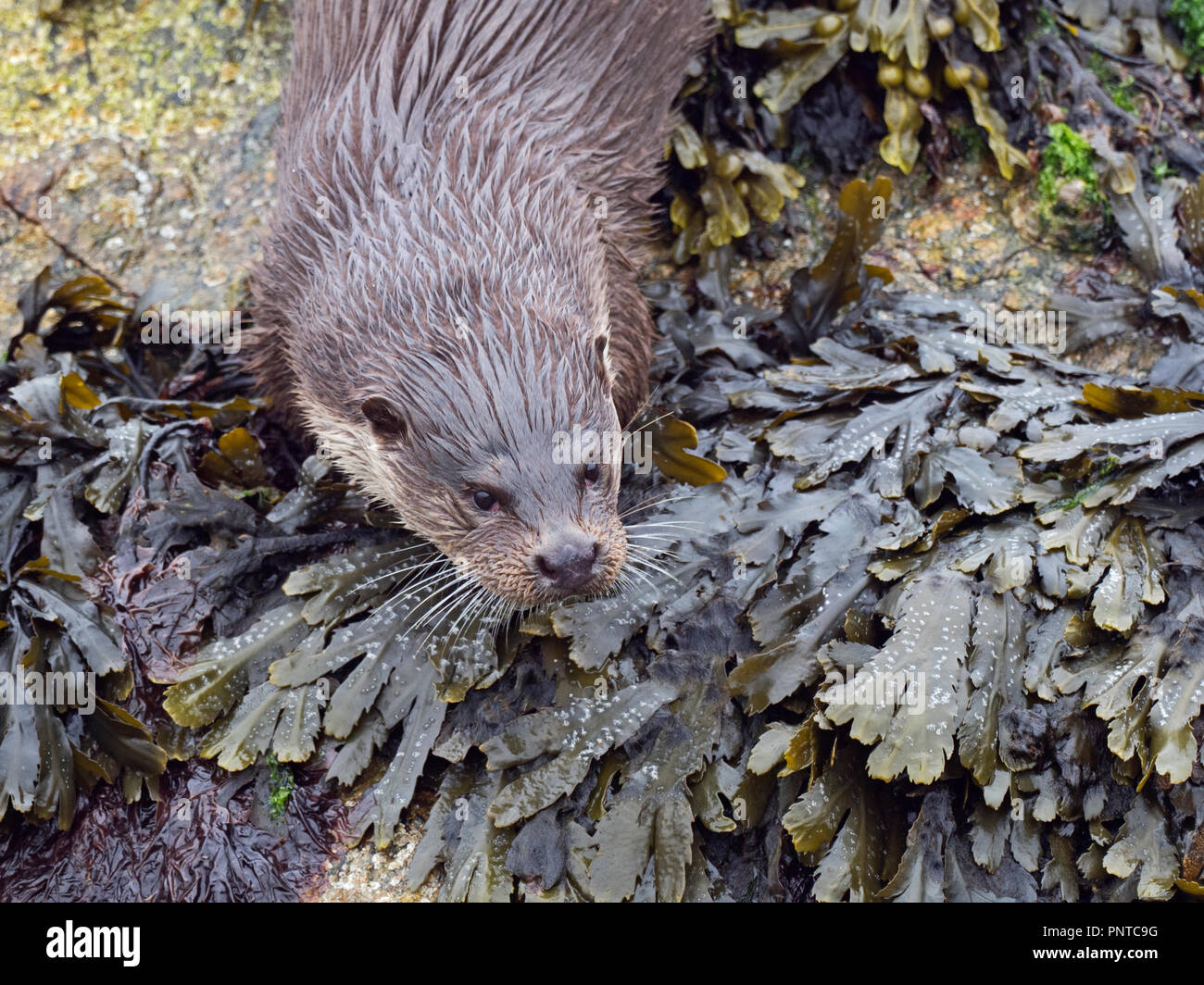Summer otter hi-res stock photography and images - Alamy