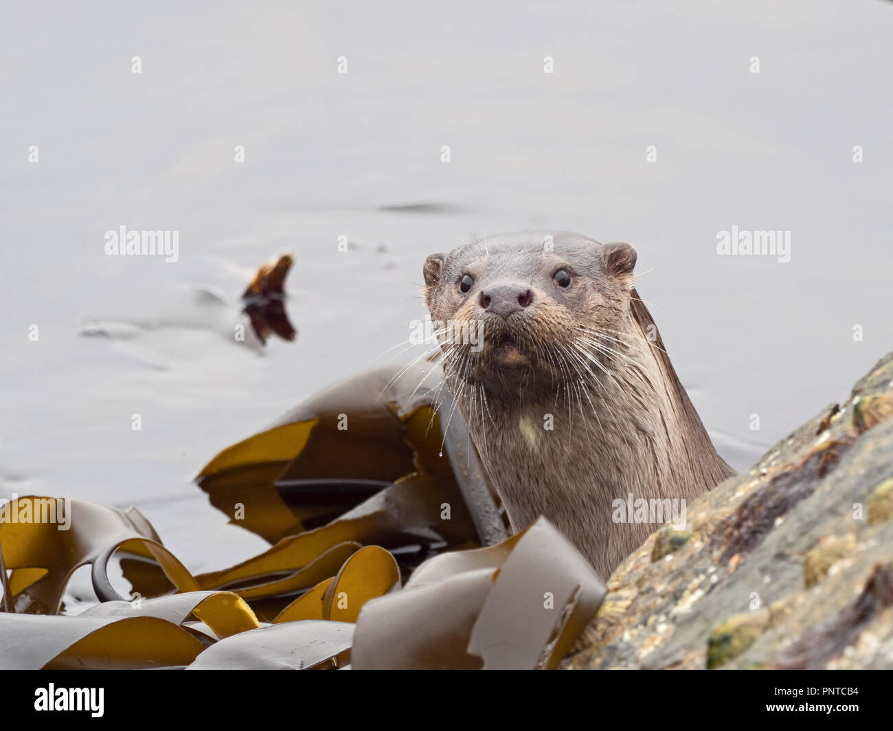 Summer otter hi-res stock photography and images - Alamy