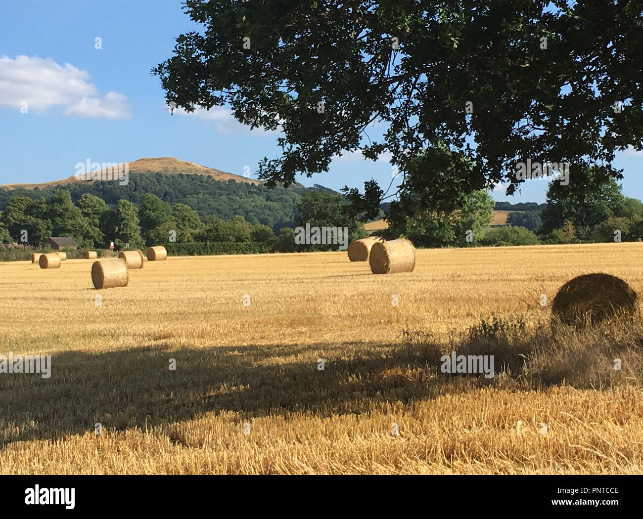 British Camp (the Herefordshire Beacon) from Colwall at harvest time ...