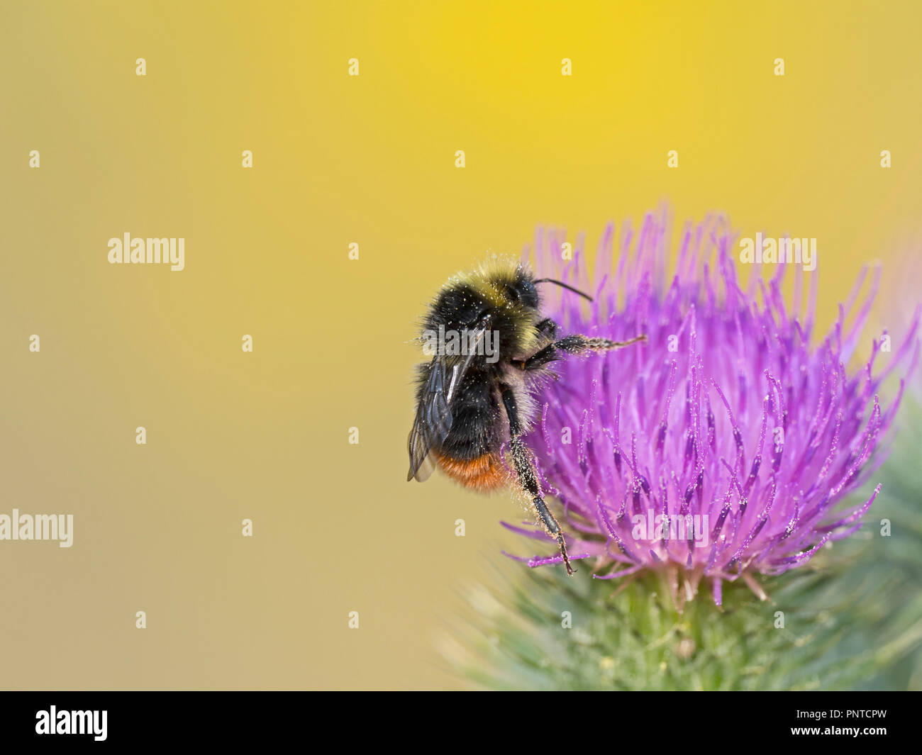 Male red tailed bumble bee hi-res stock photography and images - Alamy