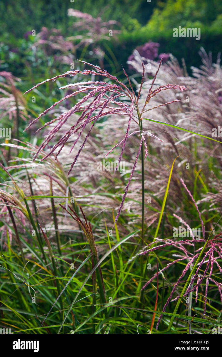 Chinese Silver Grass - Miscanthus Sinensis Red Cloud Stock Photo - Alamy