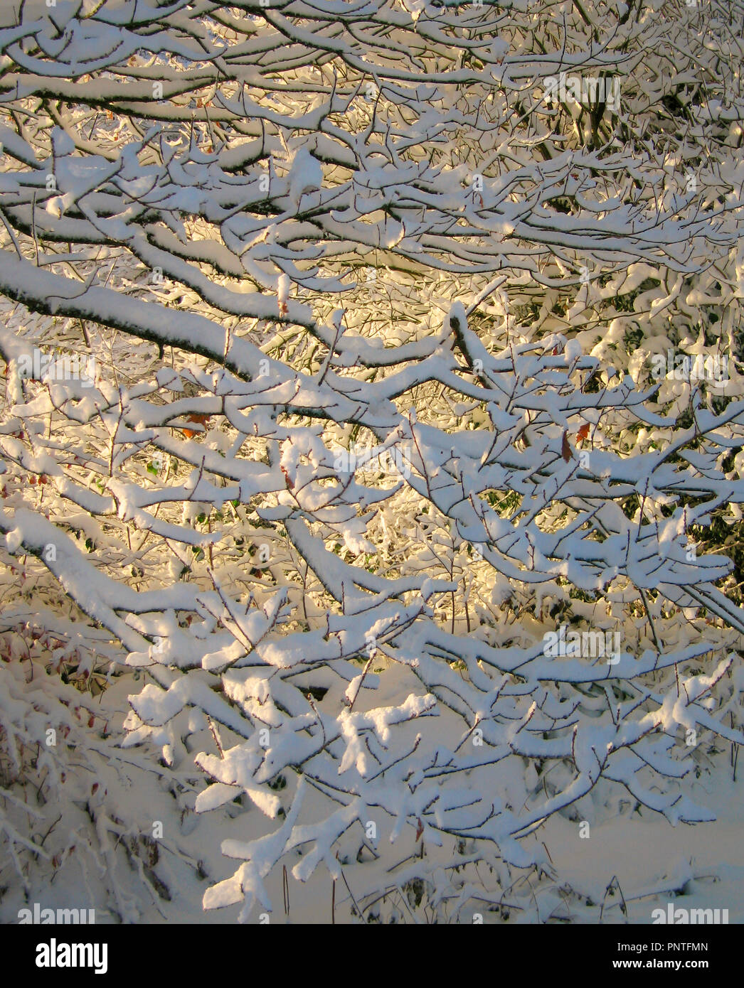 Snowy trees in Early Morning Light Stock Photo - Alamy