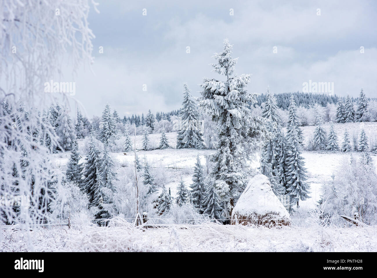 First snow in the forest. Rime and hoarfrost covering nature, trees and ...