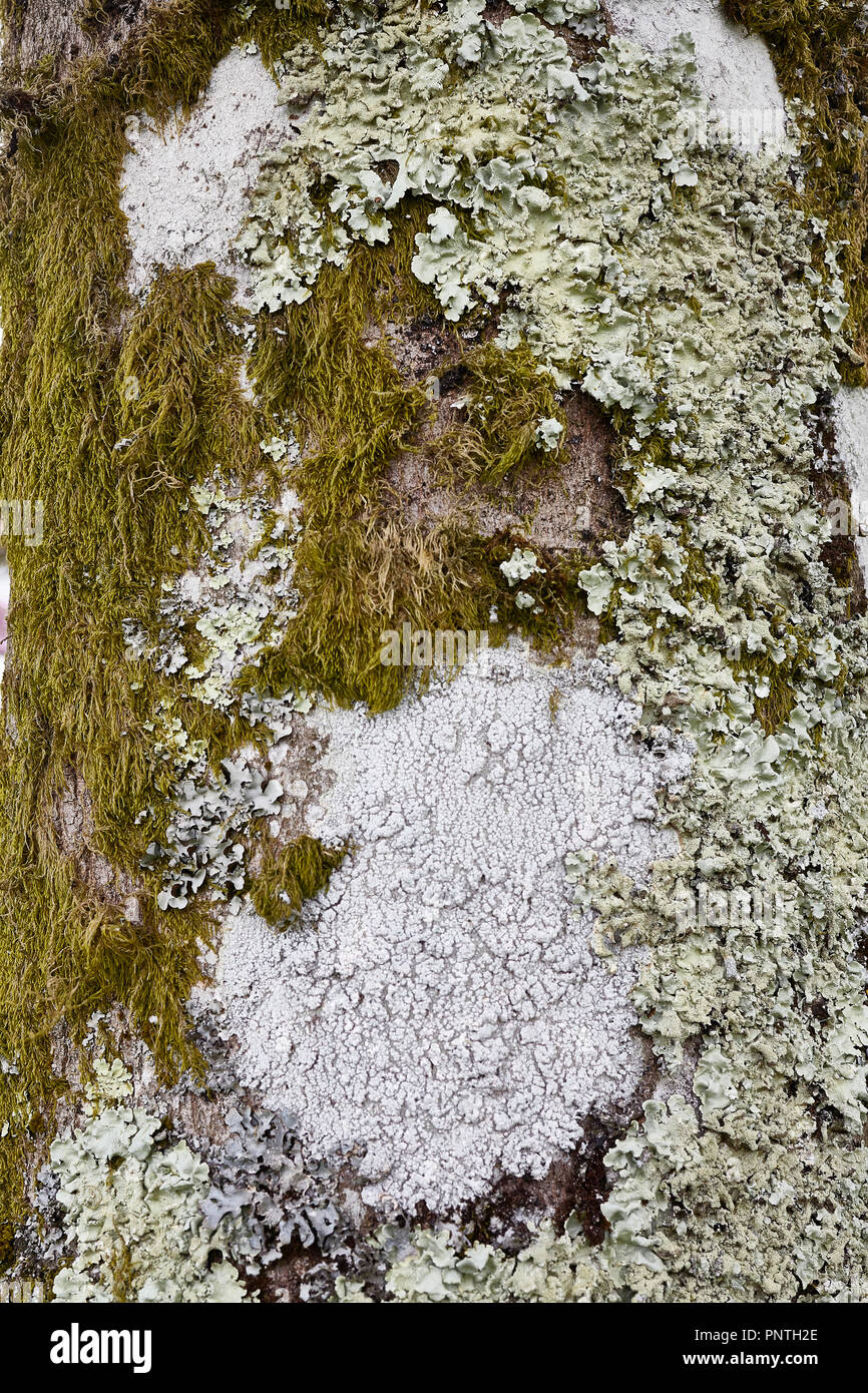 Lichens colour hi-res stock photography and images - Alamy