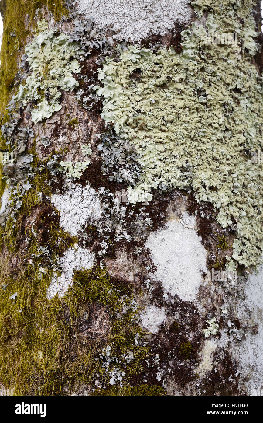 Lichens and Moss on a tree trunk Stock Photo - Alamy