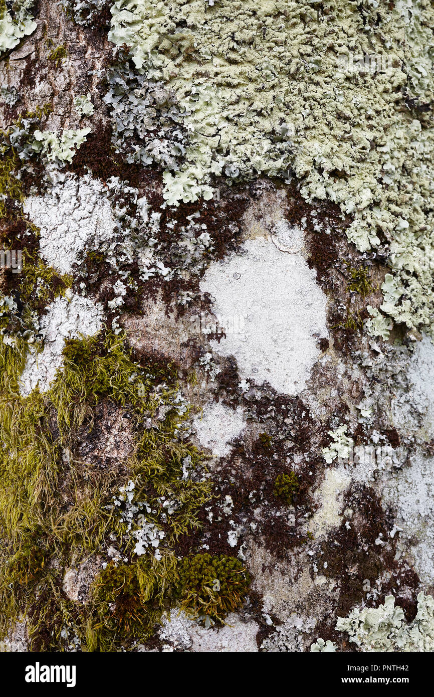 Algae on tree trunk hi-res stock photography and images - Alamy