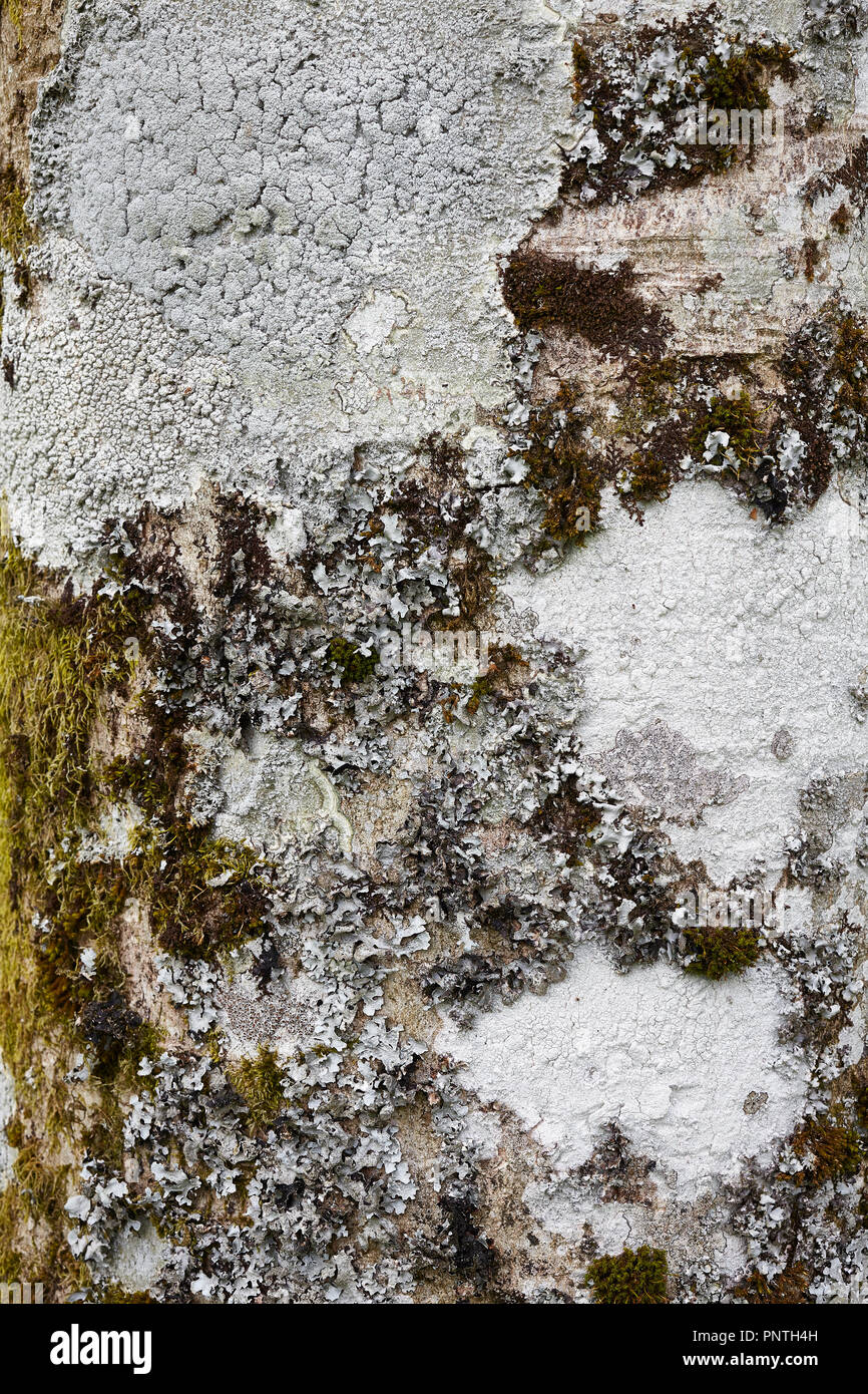 Algae on tree trunk hi-res stock photography and images - Alamy